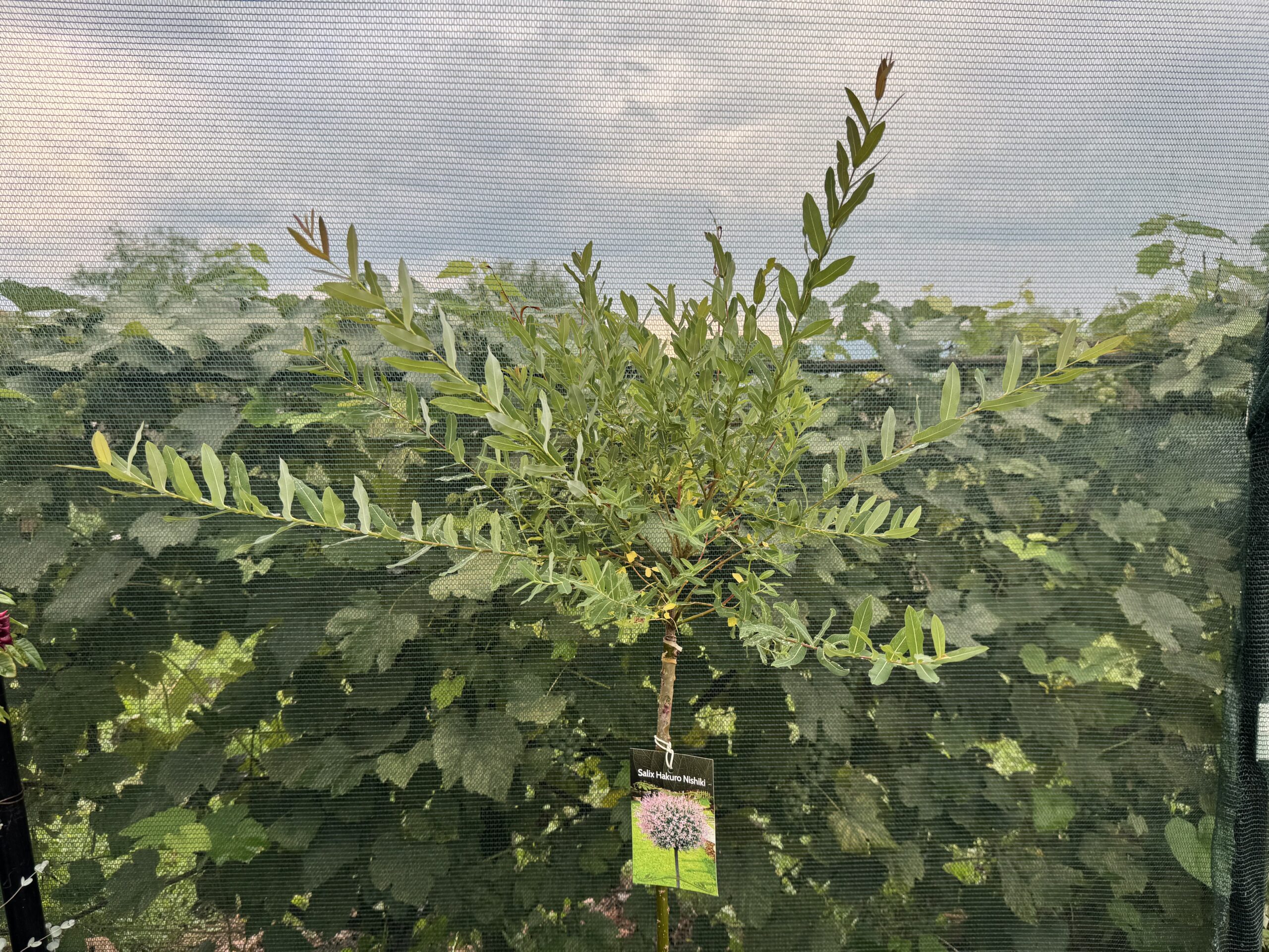 Salcie Japoneza, Salix Hakuro Nishiki - Garden Love